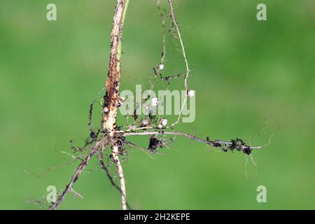 Nodules on the bean roots. Atmospheric nitrogen-fixing bacteria live ...