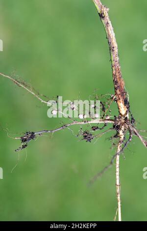 Nodules on the bean roots. Atmospheric nitrogen-fixing bacteria live ...
