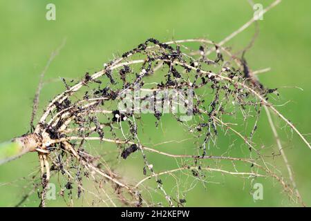 Nodules on the bean roots. Atmospheric nitrogen-fixing bacteria live ...