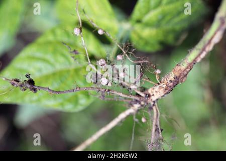 Nodules on the bean roots. Atmospheric nitrogen-fixing bacteria live ...