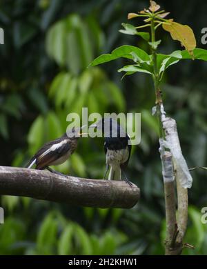 The Robin, national bird of Bangladesh Stock Photo - Alamy