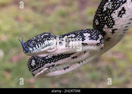 Australian Diamond Python flickering it's tongue Stock Photo - Alamy