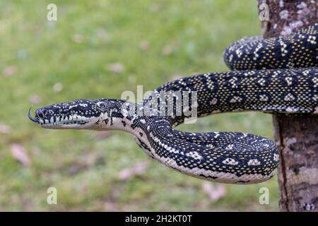Australian Diamond Python flickering it's tongue Stock Photo - Alamy