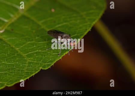Adult Acalyptrate Fly of the Zoosubsection Acalyptratae Stock Photo - Alamy