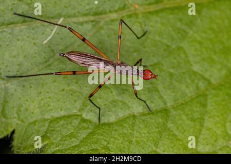 Adult Stilt-legged Fly of the Genus Micropeza Stock Photo - Alamy