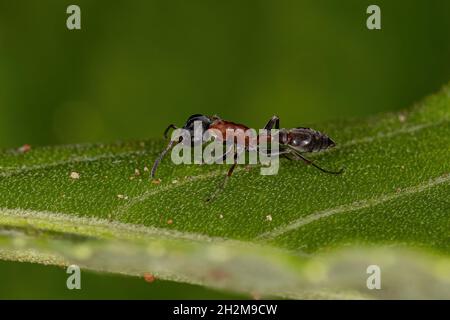 Adult Female Twig Ant of the Genus Pseudomyrmex Stock Photo - Alamy