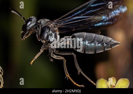 Adult Female Warrior Wasp of the Genus Synoeca Stock Photo - Alamy