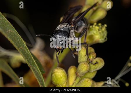 Adult Female Warrior Wasp of the Genus Synoeca Stock Photo - Alamy