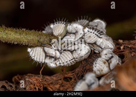 Typical Treehoppers nymphs of the Family Membracidae Stock Photo - Alamy