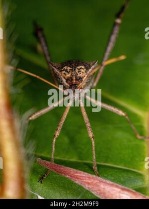 Adult Leaf-footed Bug of the Genus Althos Stock Photo - Alamy