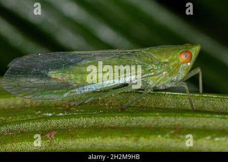 Adult Planthopper Insect of the Superfamily Fulgoroidea Stock Photo - Alamy