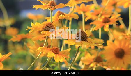 Blooming Sneezeweed, false sunflower. Helenium 'El Dorado'' Stock Photo ...