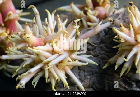 Shriveled sprouted potatoes with lush bunches of young roots close up ...
