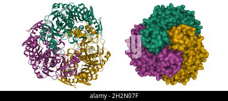 Polynucleotide phosphorylase molecule. Computer illustration showing ...