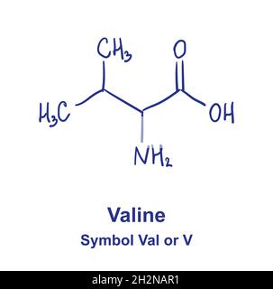 Valine molecular structure. Valine skeletal chemical formula. Chemical ...
