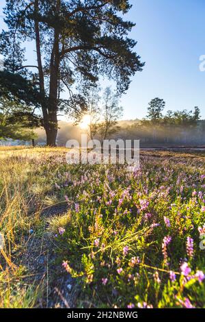 Heather plant in sunlight in Fischbeker Heider, Germany. High quality ...