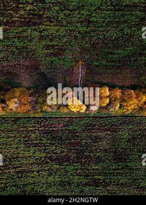 Aerial view of field windbreak in autumn Stock Photo - Alamy