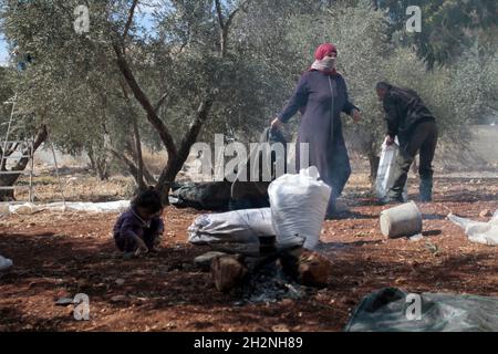 Palestinians Picking Olives in Nablus West Bank Palestinian Territories ...