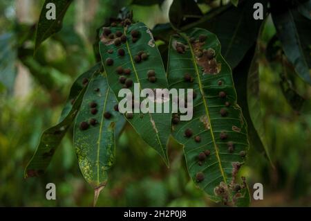 Galls on wild plant leaves Stock Photo - Alamy