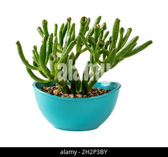 crassula ovata plant Stock Photo - Alamy