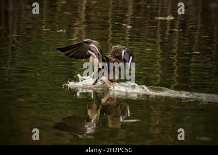 Selective of a duck catching fish on a flight Stock Photo - Alamy