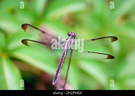 Yellow-sided Skimmer (Libellula flavida Stock Photo - Alamy