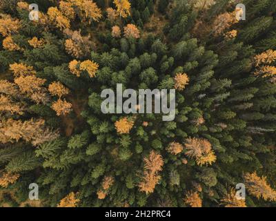 top trees September season aerial view wood land background Stock Photo ...
