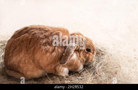 Funny bunny rabbit eating hay food close up - pet and domestic animal ...