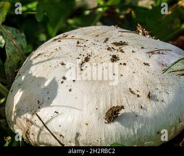 Pavement Mushroom (Agaricus bitorquis Stock Photo - Alamy