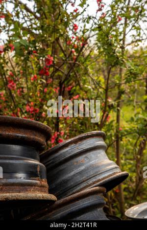 Pile of old steal rims thrown away into nature Stock Photo - Alamy