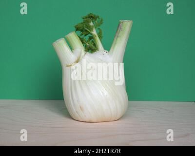 florence fennel (scientific name Foeniculum vulgare aka finocchio ...