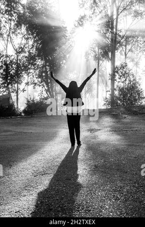 The bright sun rays of the sunset coming from between the thick tree ...