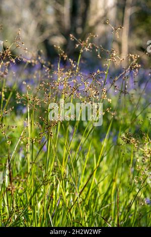 Great Woodrush (Luzula sylvatica Stock Photo - Alamy