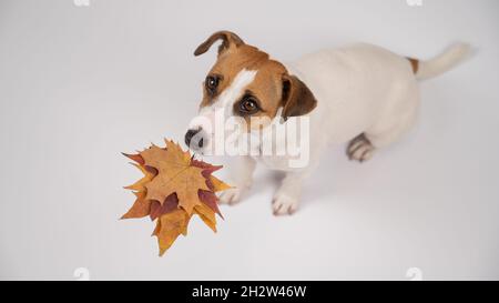 The dog is holding a bunch of maple leaves on a white background Stock ...
