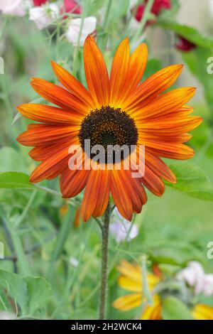 'Earthwalker' sunflower growing in a summer garden. Helianthus annuus ...