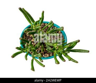 Crassula ovata gollum succulent plant top view Stock Photo - Alamy