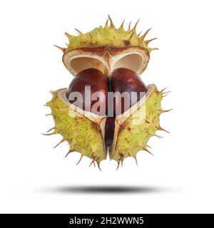 Conker case just open on white background Stock Photo - Alamy