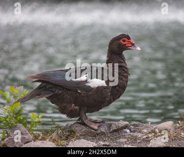 Muscovy duck on blurry background of sunny autumn day Stock Photo - Alamy