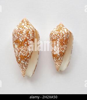 The shell of a textile cone snail (Conus textile Stock Photo - Alamy