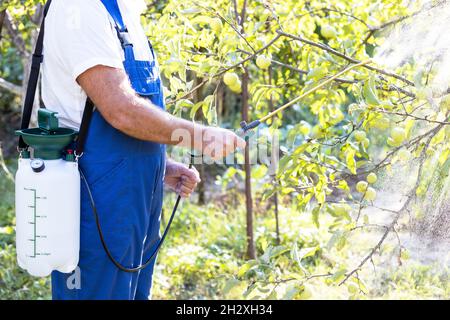 Spraying fruit tree with homemade organic pesticides or insecticides ...