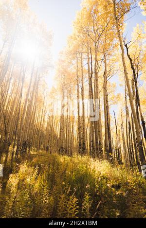 Aspen valley in Colorado during Autumn Stock Photo - Alamy