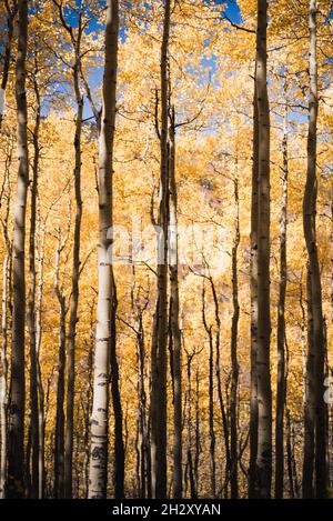 Aspen trees during fall in Vail, Colorado Stock Photo - Alamy