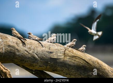 Sand-colored Nighthawk (Chordeiles rupestris) flying, Ecuador Stock ...