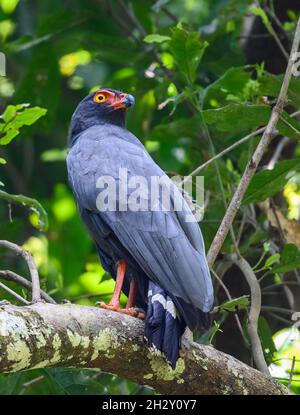 Slate-colored hawk (Buteogallus schistaceus) in the Peruvian Amazon ...
