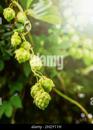 Macro photo of green hops. Shallow depth of field Stock Photo - Alamy
