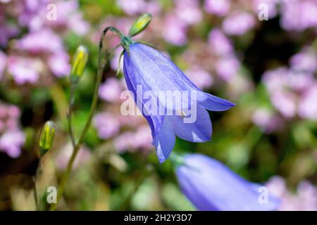 Closeup of Harebell flowers Stock Photo - Alamy