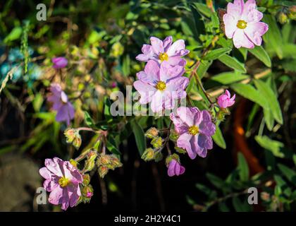A selective focus shot of a purple cistus flower in the ground with ...