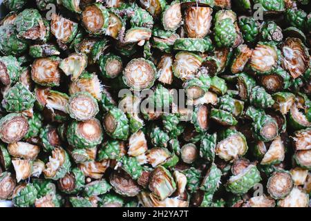 Green young sliced fir tree cones prepared for homemade syrup cooking ...