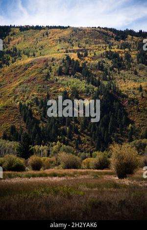Fall foliage on Independence Pass near Aspen, Colorado Stock Photo - Alamy