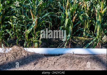 Furrow irrigation of a grain corn field. Siphon tubes transfer water ...